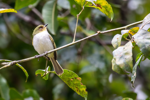 Foto maria-pequena (Phylloscartes sylviolus) Por Thelma Gatuzzo | Wiki ...