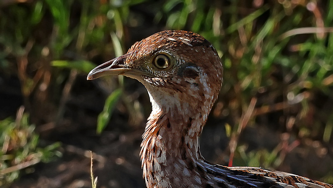 Foto codorna-do-nordeste (Nothura boraquira) Por Davi Abreu | Wiki Aves ...