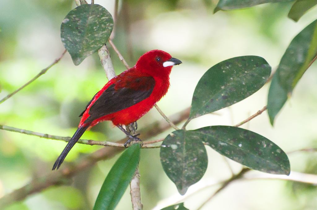 Foto tiê-sangue (Ramphocelus bresilia) Por Ivan Angelo | Wiki Aves - A ...