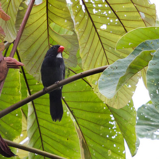 bico-encarnado (Saltator grossus) | WikiAves - A Enciclopédia das Aves ...