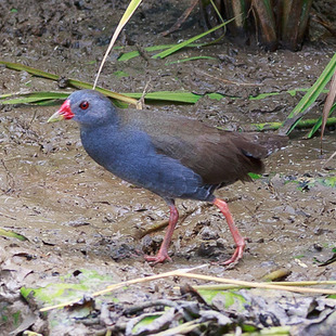 turu-turu (Neocrex erythrops) | WikiAves - A Enciclopédia das Aves do ...