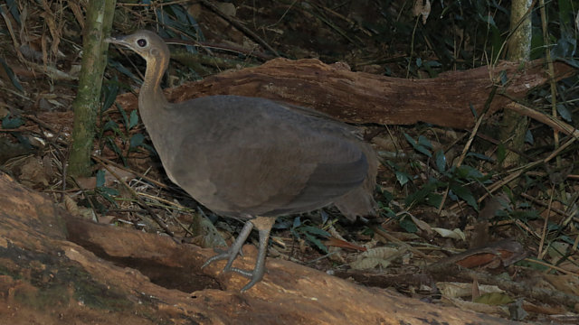 Foto macuco (Tinamus solitarius) Por Rodrigo C. Barbosa | Wiki Aves - A ...