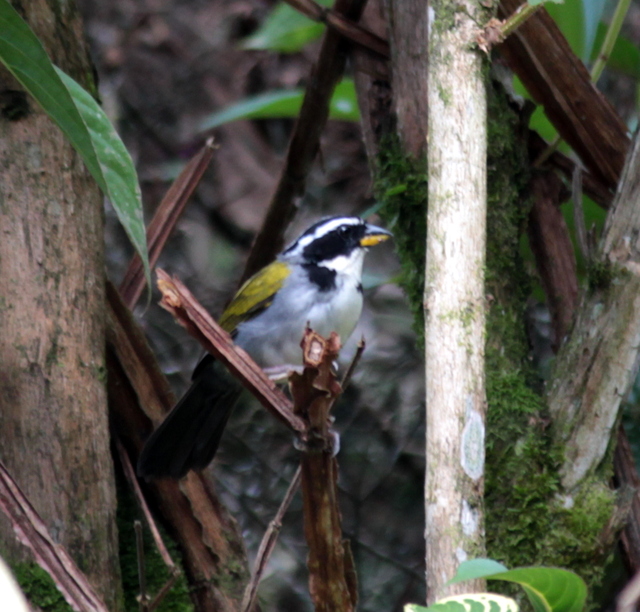 Foto tico-tico-do-mato (Arremon semitorquatus) Por Marcia Carvalho ...