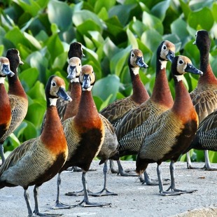 irerê (Dendrocygna viduata) | WikiAves - A Enciclopédia das Aves do Brasil