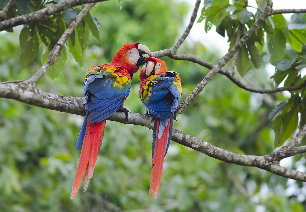 Foto araracanga (Ara macao) Por Cal Martins | Wiki Aves - A ...