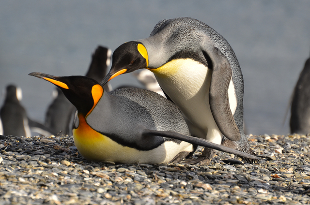 Foto pinguim-rei (Aptenodytes patagonicus) Por Lucas Toniolo | Wiki ...