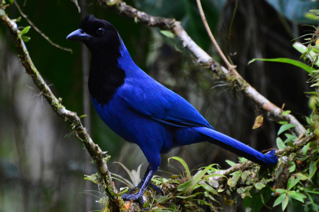 Foto gralha-azul (Cyanocorax caeruleus) Por antonio thomaz | Wiki Aves ...