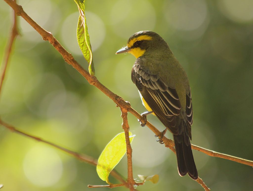 Foto suiriri-pequeno (Satrapa icterophrys) Por Francisco Assis ...