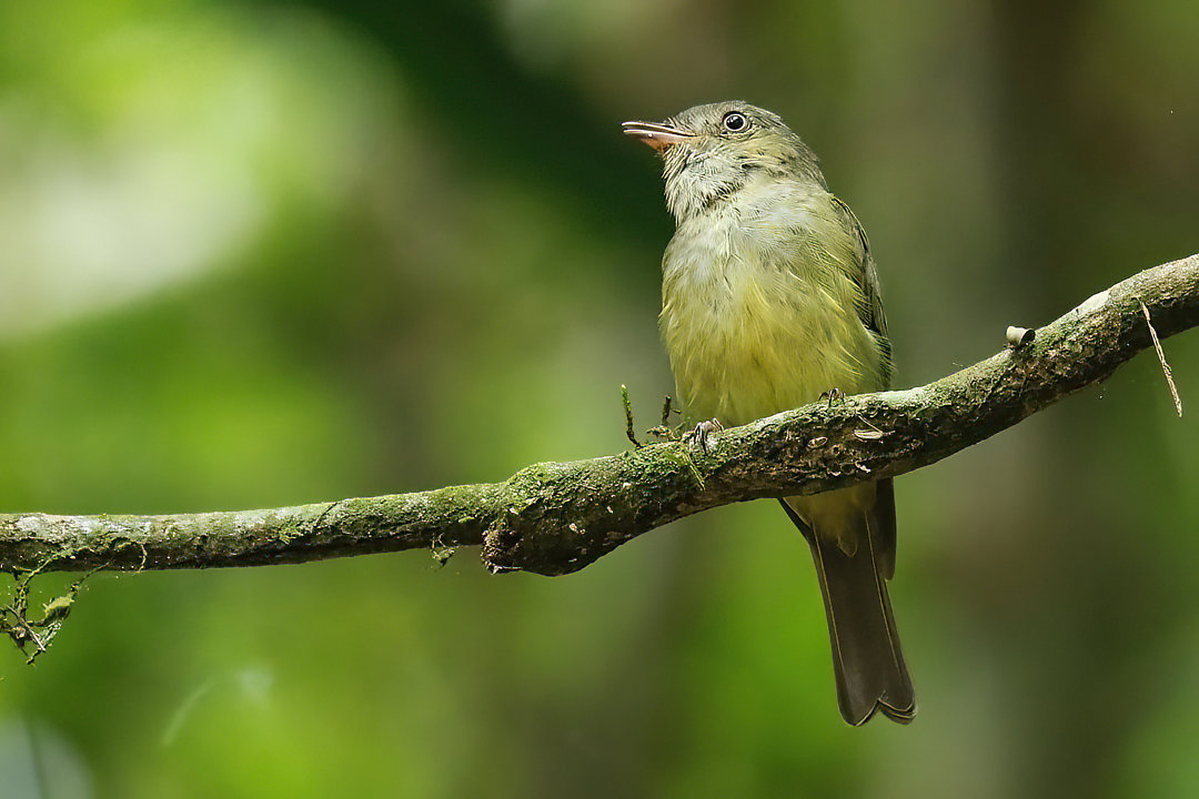 Foto fruxu-baiano (Neopelma aurifrons) Por Leonardo Casadei | Wiki Aves ...