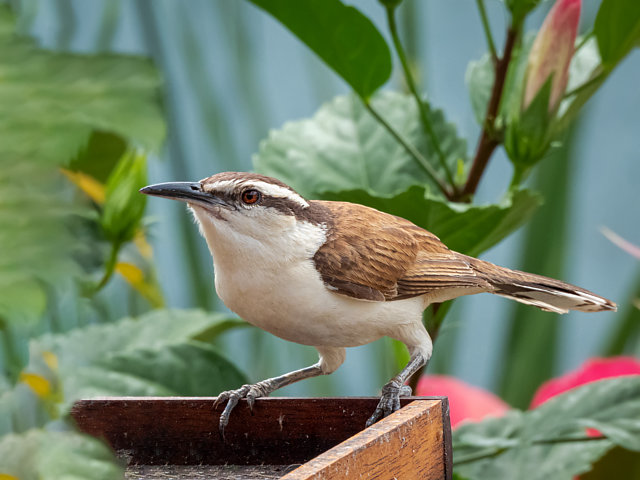 Foto garrincha-dos-lhanos (Campylorhynchus griseus) Por Marcelo Camacho ...