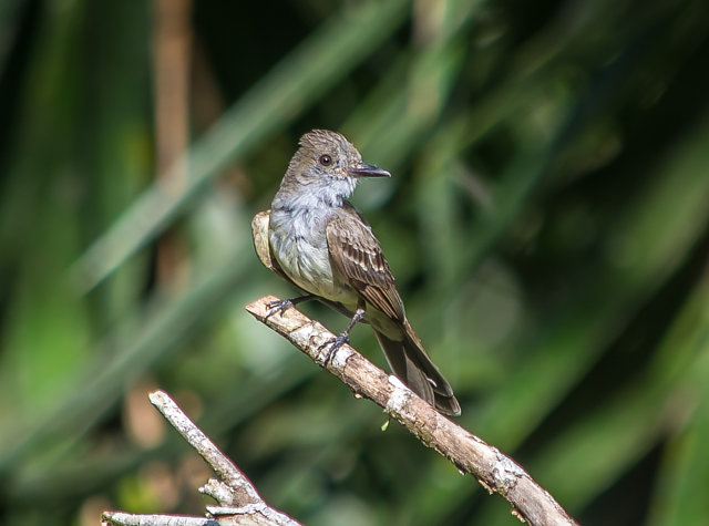 Foto Myiarchus sp. (Myiarchus sp.) Por Fabio Salvatori | Wiki Aves - A ...