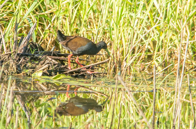 Foto saracura-sanã (Pardirallus nigricans) Por José Pireni | Wiki Aves ...
