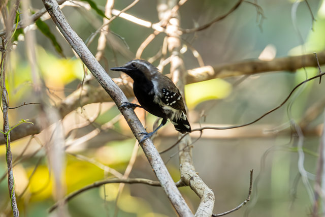 Foto papa-formiga-pardo (Formicivora grisea) Por Antonio Regert | Wiki ...