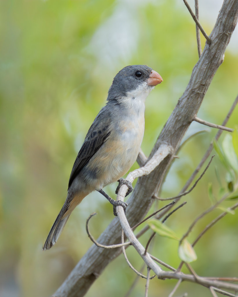 Foto chorão (Sporophila leucoptera) Por Antonio Regert | Wiki Aves - A ...