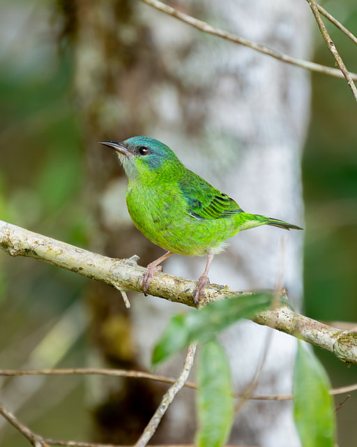 Foto saí-azul (Dacnis cayana) Por Antonio Regert | Wiki Aves - A ...
