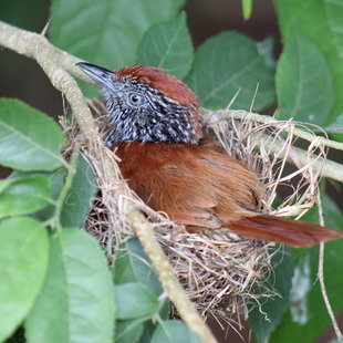 choca-listrada (Thamnophilus palliatus) | WikiAves - A Enciclopédia das ...