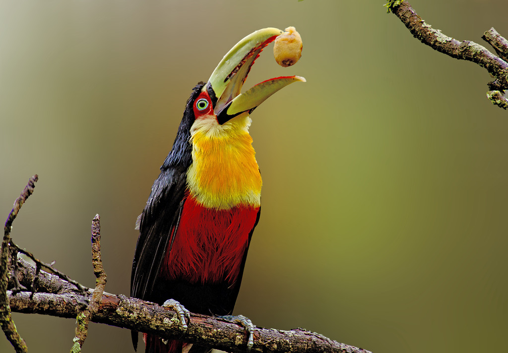 Foto tucano-de-bico-verde (Ramphastos dicolorus) Por Renerio Almeida ...