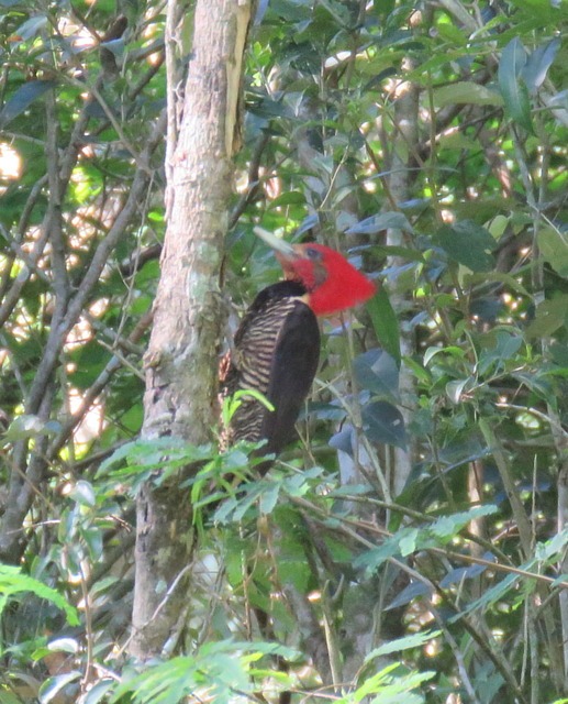 Foto pica-pau-de-cara-canela (Celeus galeatus) Por Paulo T. Menezes | Wiki Aves - A Enciclopédia ...