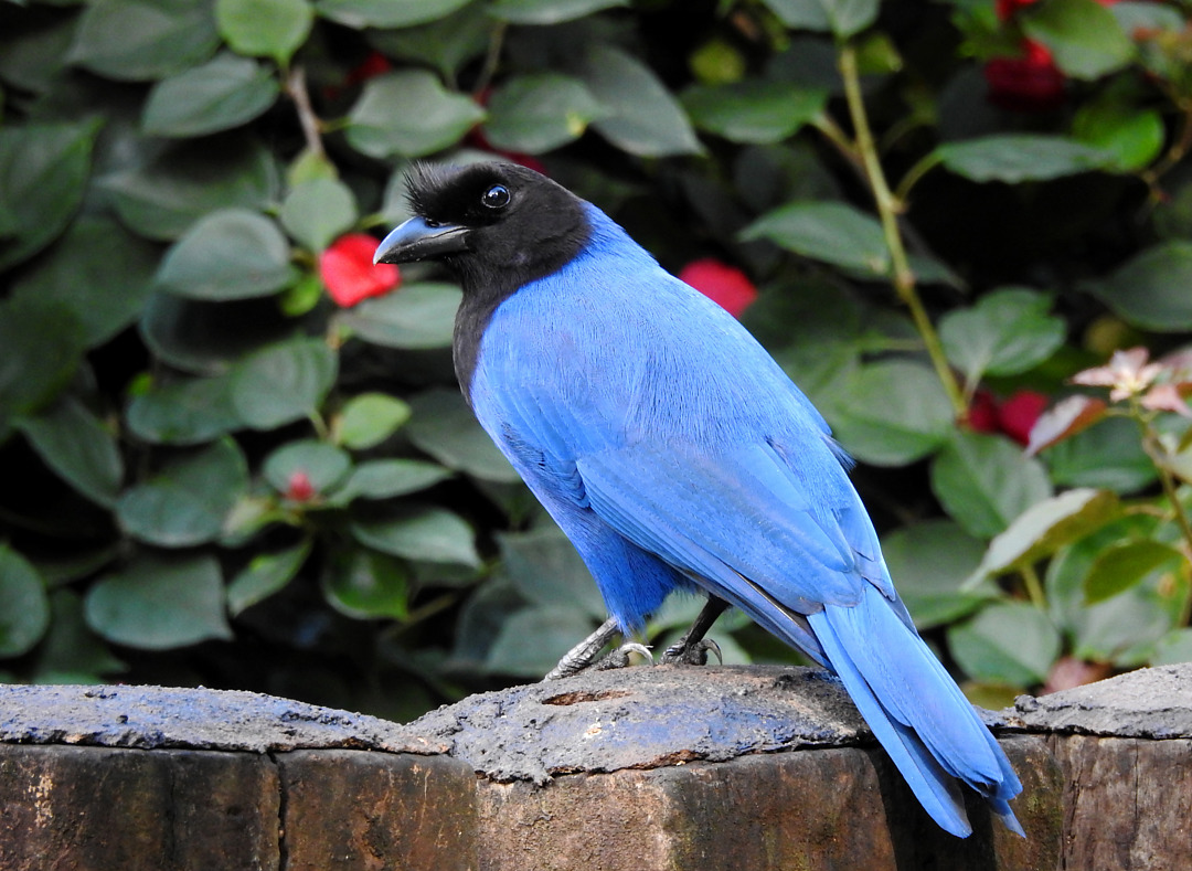 Foto gralha-azul (Cyanocorax caeruleus) Por João Arthur Scremim | Wiki ...