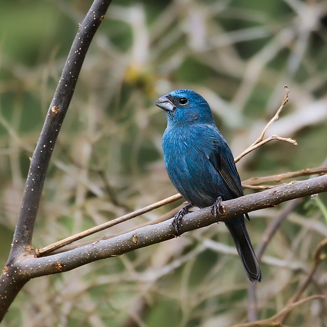 Foto azulinho (Cyanoloxia glaucocaerulea) Por Guia Juan Anza | Wiki ...