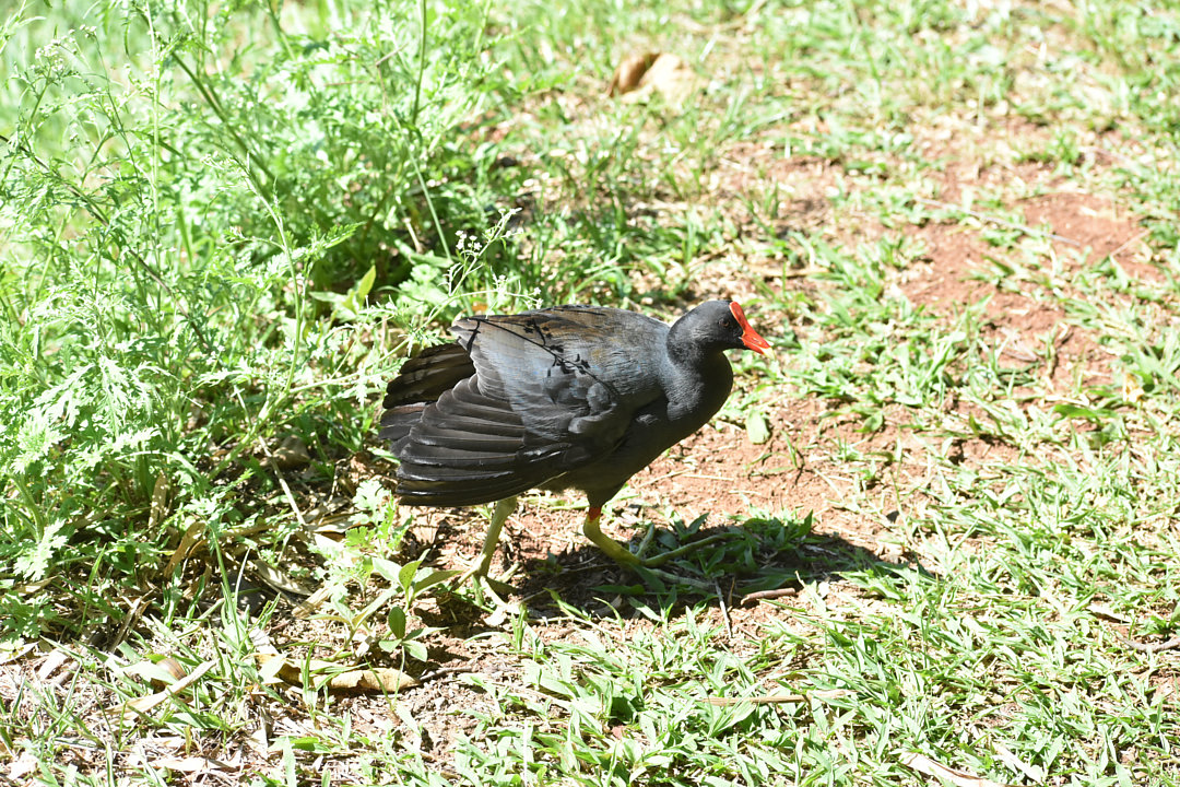 Foto galinha-d'água (Gallinula galeata) Por Lauril Krawczun | Wiki Aves ...