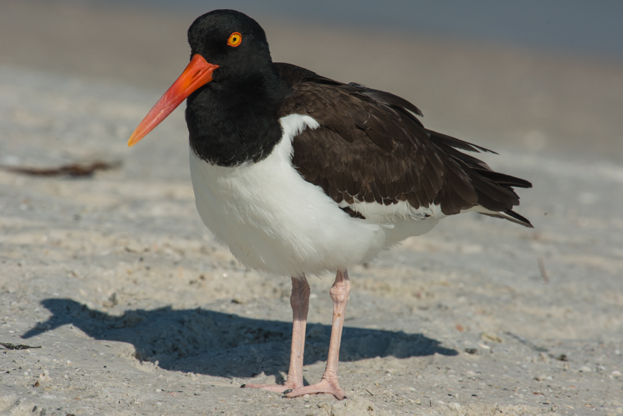 Foto piru-piru (Haematopus palliatus) Por Ricardo Gentil | Wiki Aves ...
