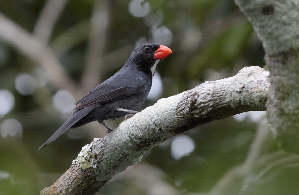 Foto bico-encarnado (Saltator grossus) Por Anselmo d`Affonseca | Wiki ...