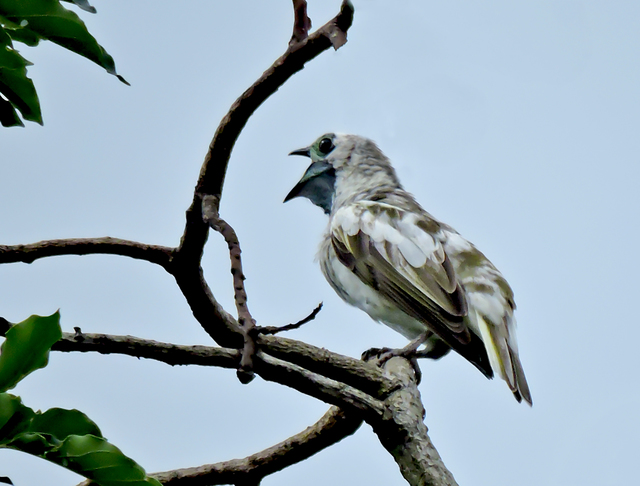 Foto araponga (Procnias nudicollis) Por Benedito Bianchini | Wiki Aves ...
