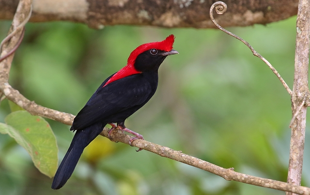 soldadinho (Antilophia galeata) | WikiAves - A Enciclopédia das Aves do ...