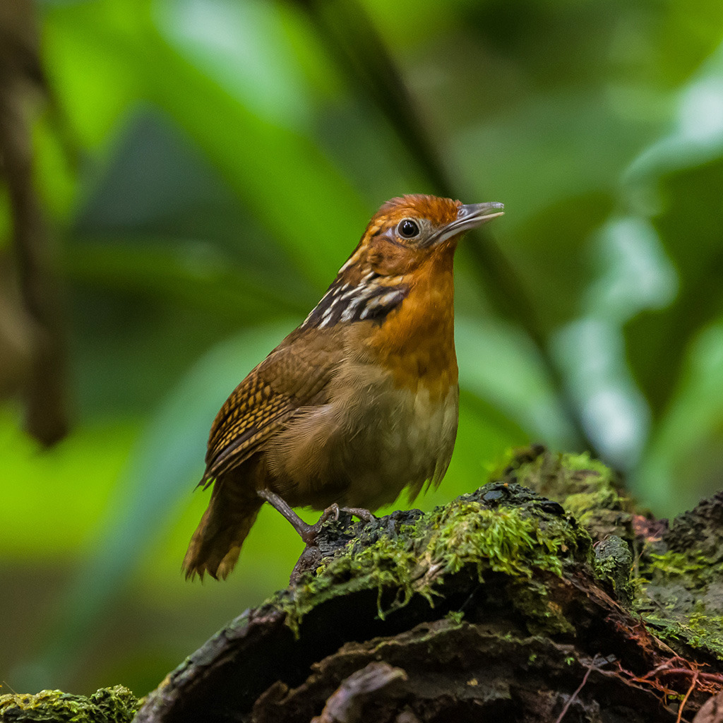 Foto uirapuru-da-guiana (Cyphorhinus arada) Por Franz Schuler | Wiki ...