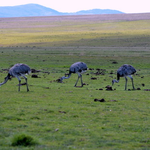 Rheidae | WikiAves - A Enciclopédia das Aves do Brasil