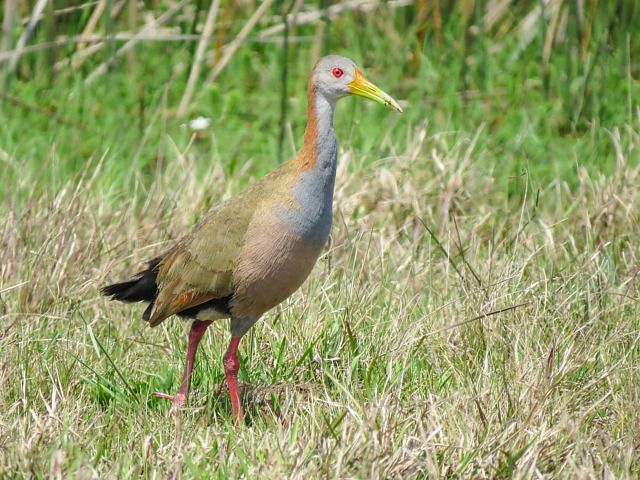 Foto saracuruçu (Aramides ypecaha) Por Gilvan Ramos | Wiki Aves - A ...