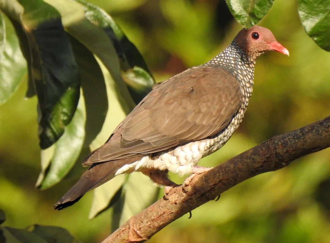 Foto pomba-trocal (Patagioenas speciosa) Por Luiz Mendonça | Wiki Aves ...