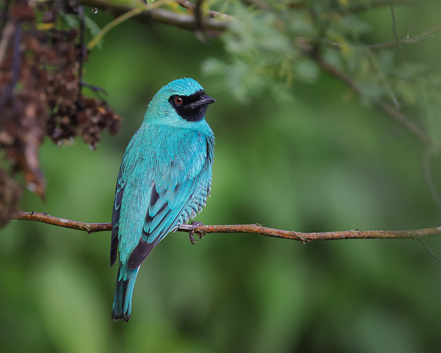 Foto saí-andorinha (Tersina viridis) Por Diomar Mühlmann | Wiki Aves - A Enciclopédia das Aves ...