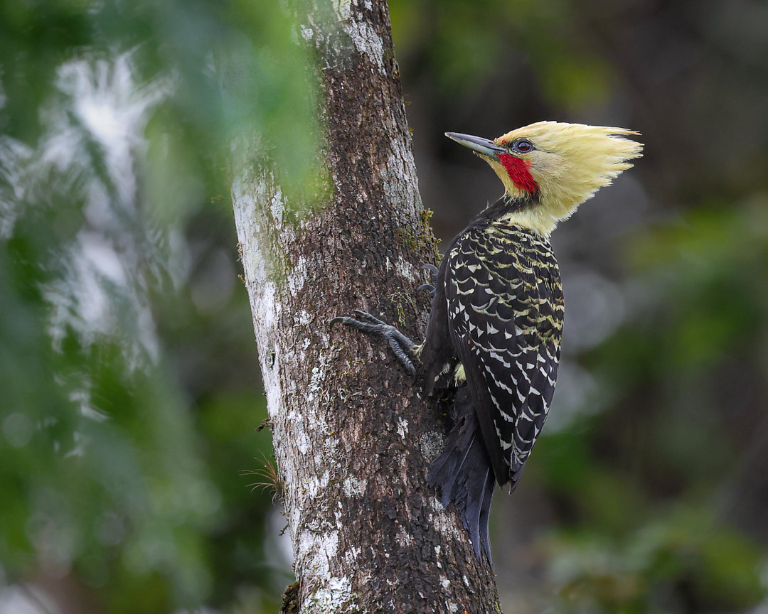 Foto pica-pau-de-cabeça-amarela (Celeus flavescens) Por Diomar Mühlmann ...