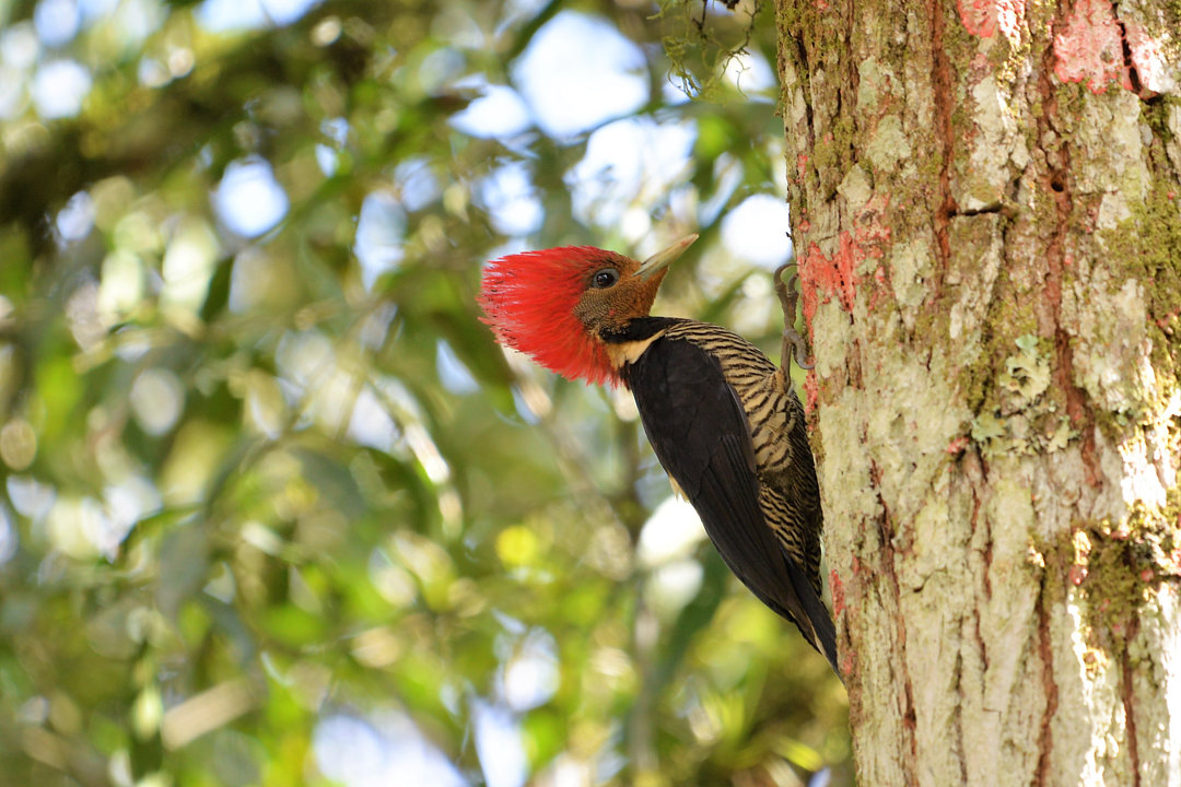 Foto pica-pau-de-cara-canela (Celeus galeatus) Por Joaquim Ribas | Wiki Aves - A Enciclopédia ...