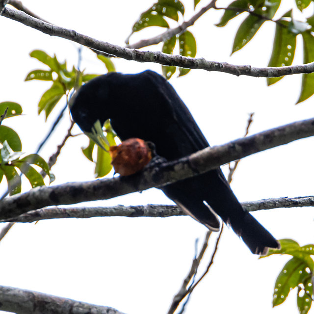 Foto guaxe (Cacicus haemorrhous) Por Joaquim Barros | Wiki Aves - A ...