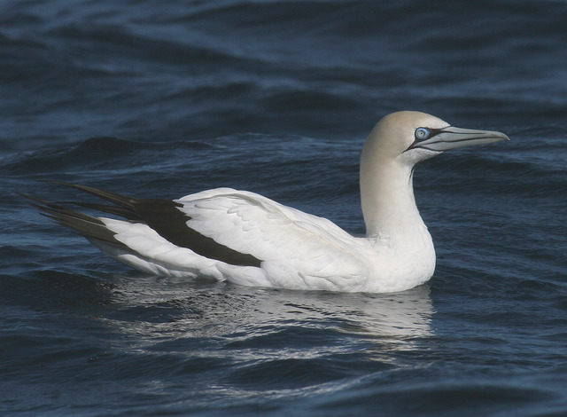 atobá-do-cabo (Morus capensis) | WikiAves - A Enciclopédia das Aves do ...