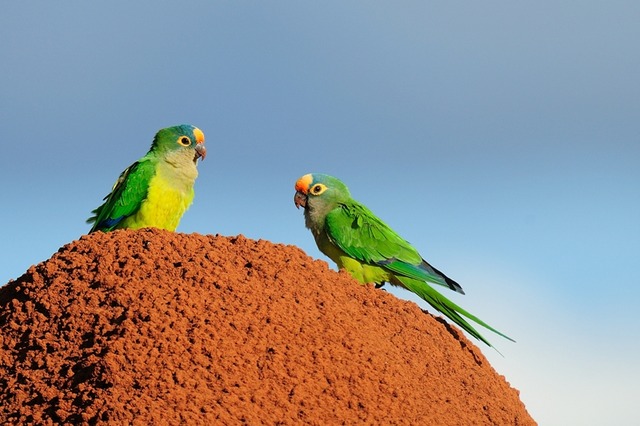 Foto periquito-rei (Eupsittula aurea) Por Luiz Ribenboim | Wiki Aves ...