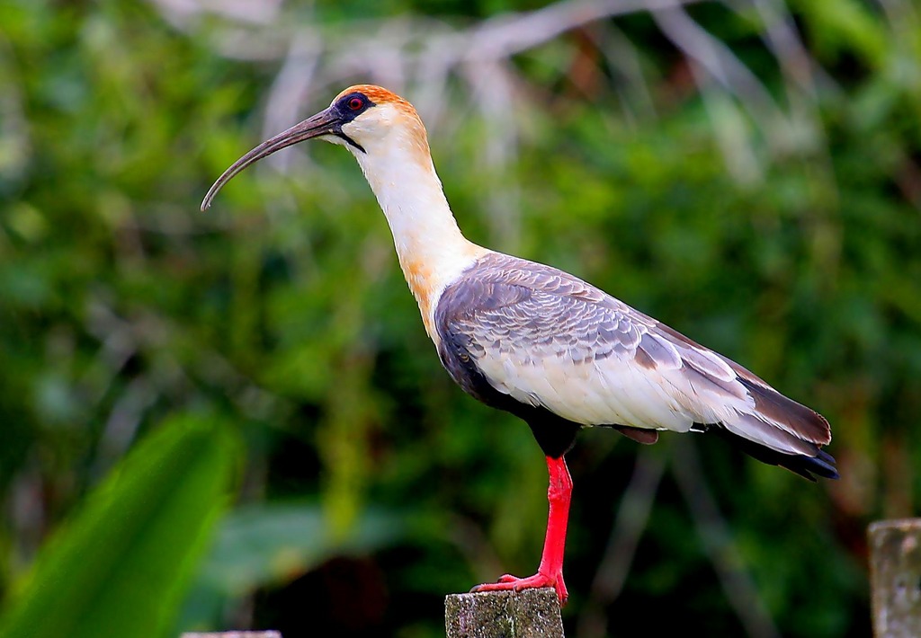 Foto curicaca (Theristicus caudatus) Por Lindolfo Souto | Wiki Aves - A ...