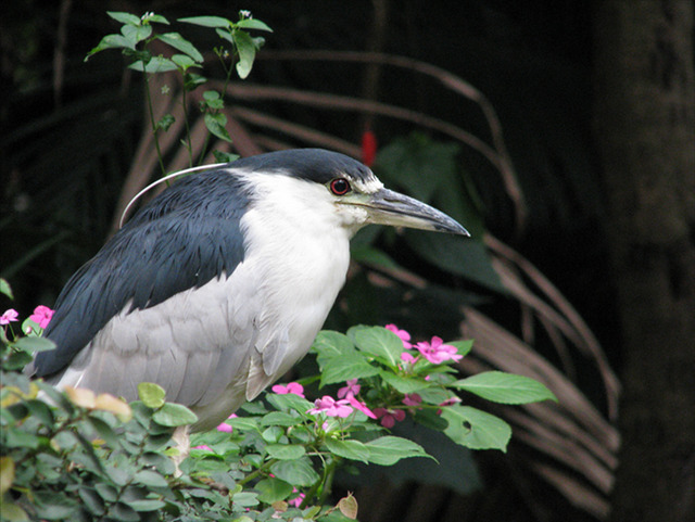Foto socó-dorminhoco (Nycticorax nycticorax) Por Thais Regina Monteiro ...