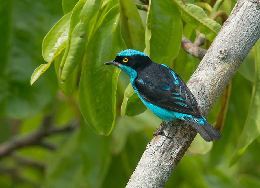 Foto saí-de-máscara-preta (Dacnis lineata) Por Ricardo Gentil | Wiki ...