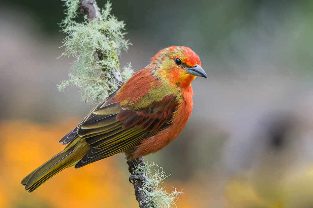 Foto sanhaço-de-fogo (Piranga flava) Por Vanusa Moller | Wiki Aves - A ...
