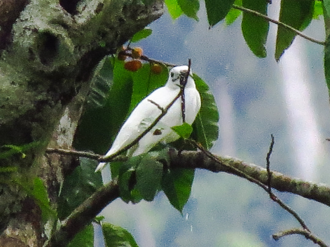 Foto araponga-da-amazônia (Procnias albus) Por Dieny Portinanni | Wiki ...