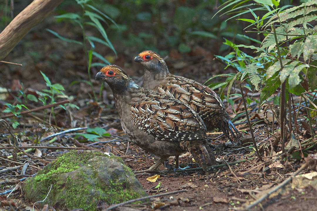 Foto uru (Odontophorus capueira) Por André Corá | Wiki Aves - A ...