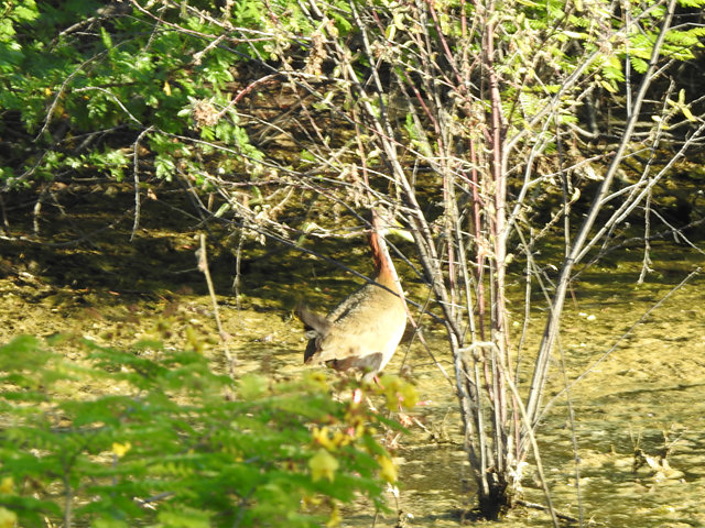 Foto saracuruçu (Aramides ypecaha) Por Pedro E. Matos | Wiki Aves - A ...