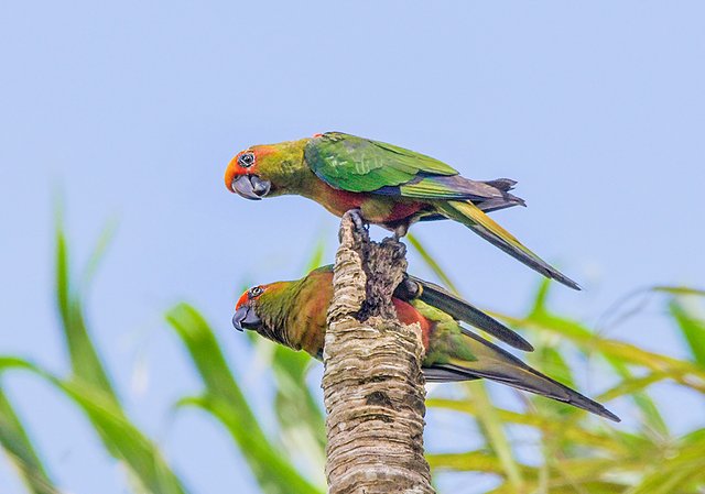 Foto jandaia-de-testa-vermelha (Aratinga auricapillus) Por Vilma ...