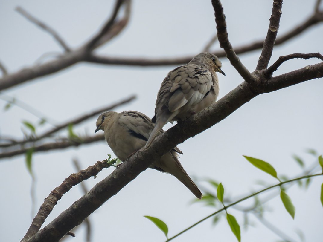 Foto rolinha-picuí (Columbina picui) Por Elessandra Siqueira | Wiki ...