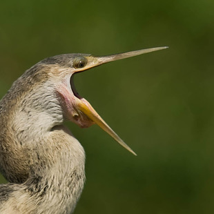 Anhingidae | WikiAves - A Enciclopédia das Aves do Brasil