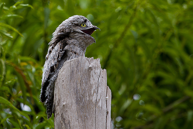 Foto urutau (Nyctibius griseus) Por Alexandre Gualhanone | Wiki Aves ...